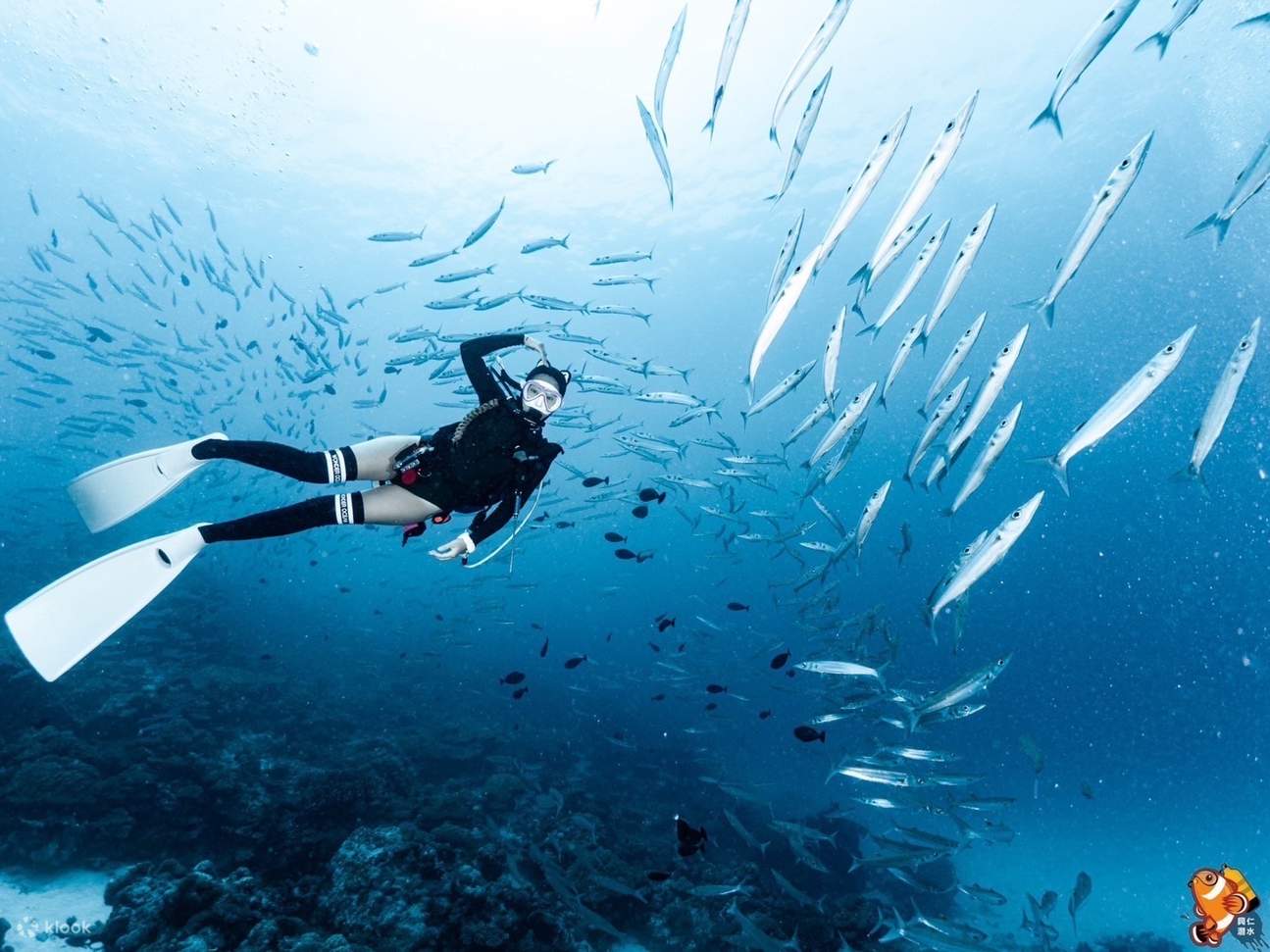 興仁潛水 Fun Dive 休閒潛水・padi潛水員課程 Klook 客路